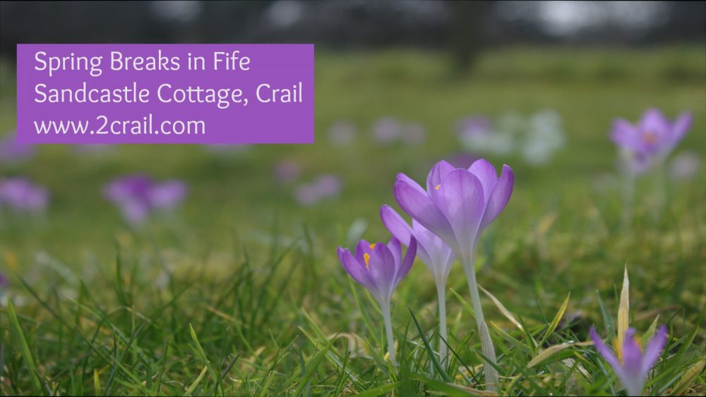 A Spring Break in Crail -April or May - Sandcastle Cottage, Crail, KY10 3TU